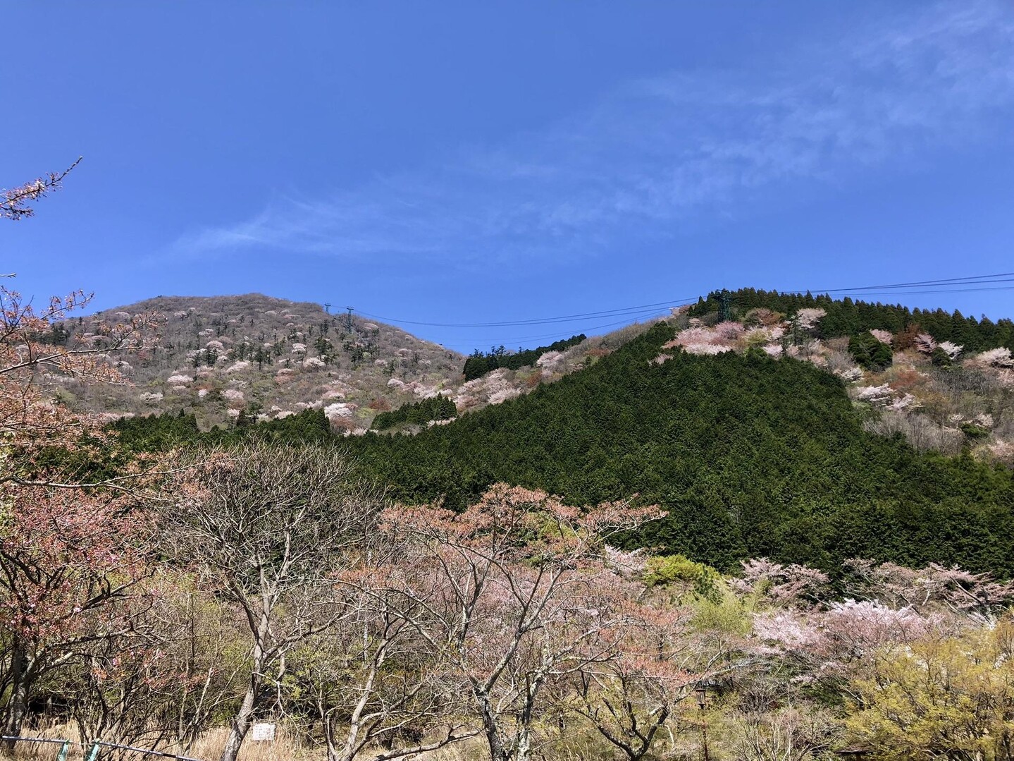 桜⁂温泉♨︎鶴見岳 / Coki-aさんの由布岳・鶴見岳の活動データ | YAMAP / ヤマップ