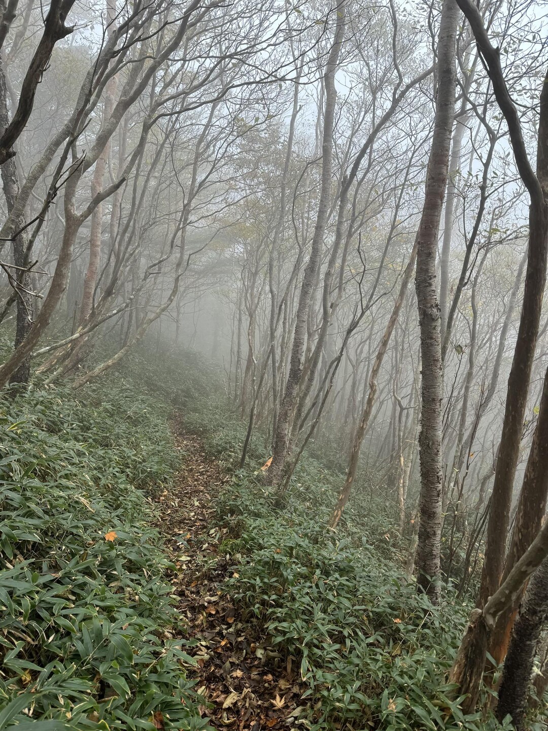 秋雨前線の合間をぬって瓶ヶ森・西黒森へ😆 / cozy284さんの瓶ヶ森・伊予富士の活動データ | YAMAP / ヤマップ