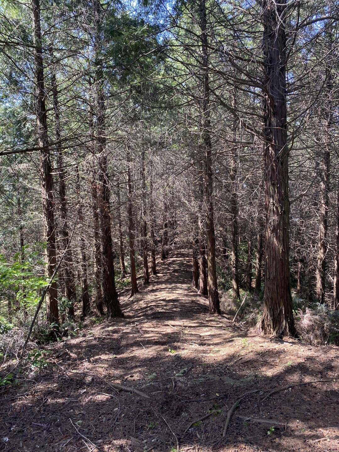 素敵な選択肢？！-2020-04-22 / Rincoさんの四国遍路その17の活動データ | YAMAP / ヤマップ