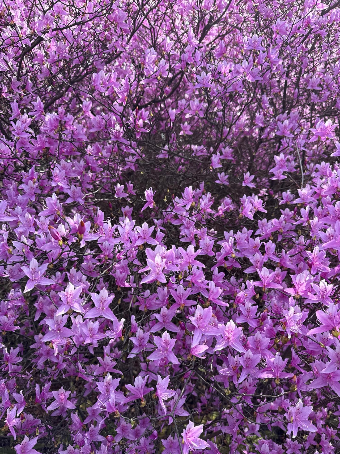 大仙山・臥竜山 / hiroさんの天狗山・みやま公園の活動データ | YAMAP / ヤマップ