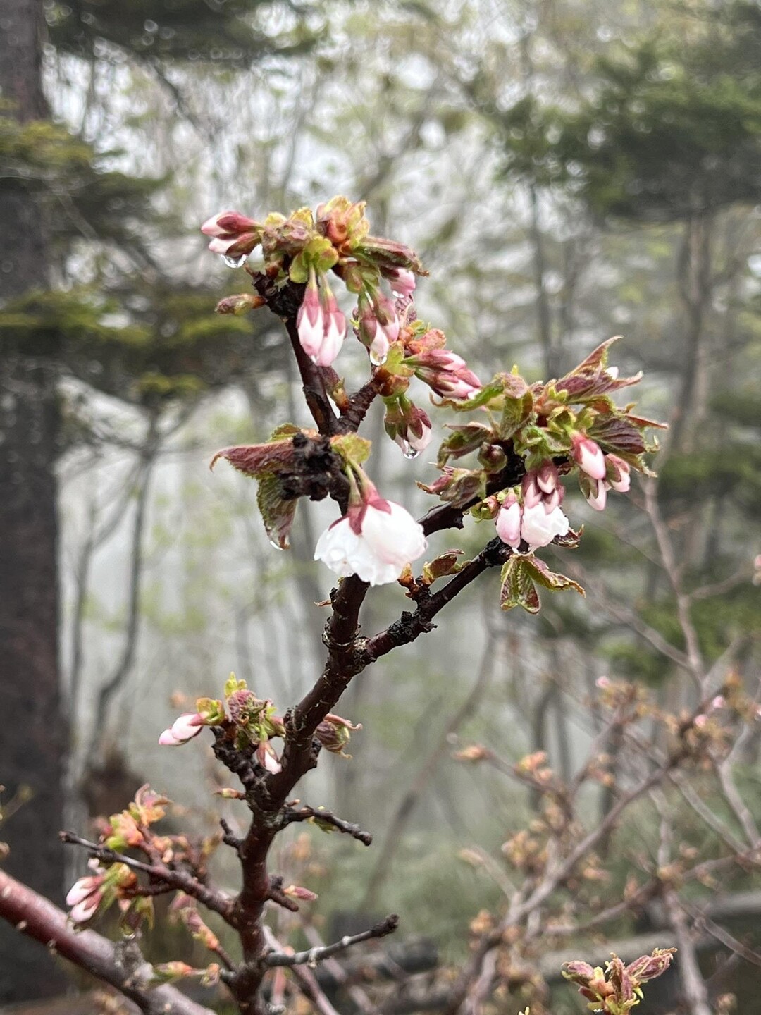 大雪山系黒岳五合目高松台に咲くチシマザク... / a-2myさんのモーメント | YAMAP / ヤマップ
