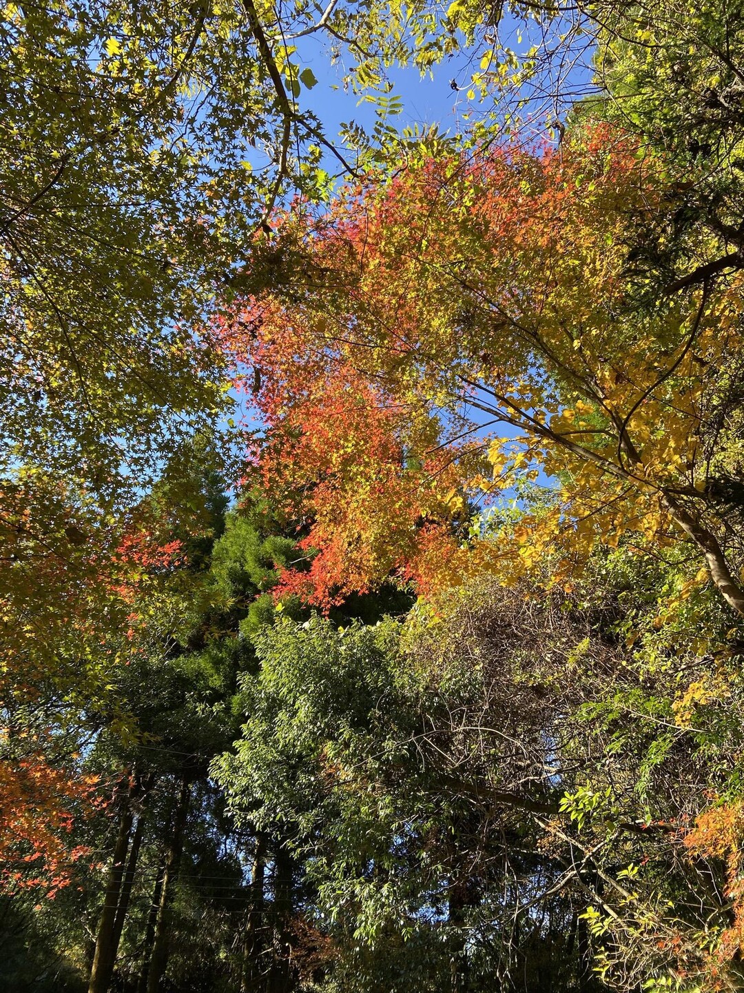 八方ヶ岳の登山口まで / kaoさんの八方ヶ岳の活動データ | YAMAP / ヤマップ