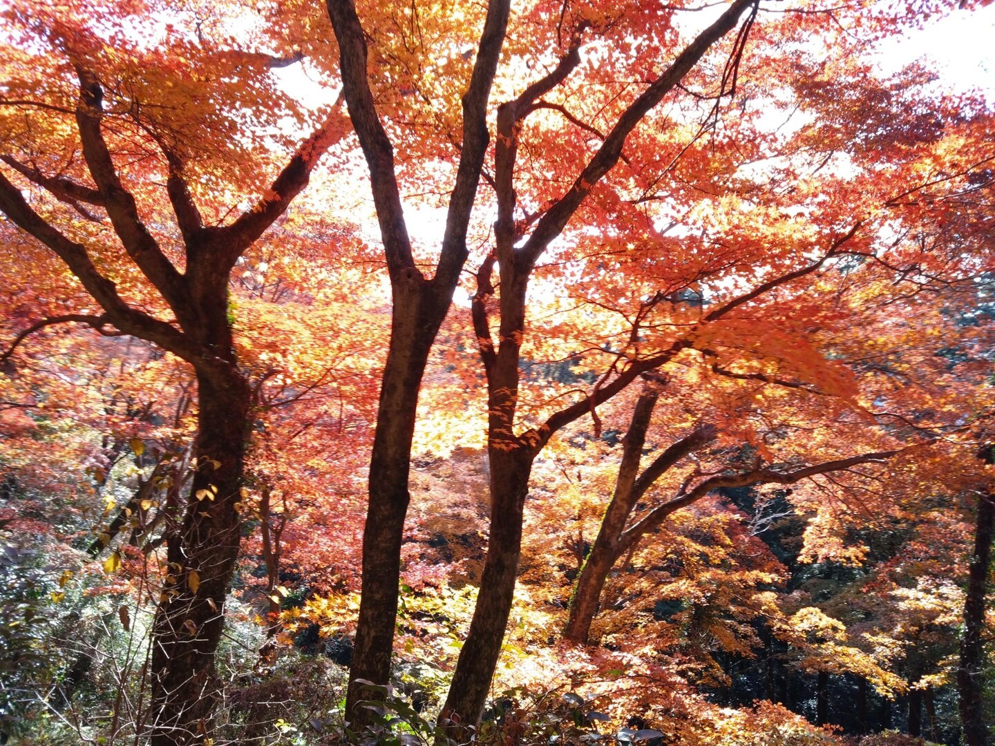 唐沢山・高鳥屋山・貝吹鳥屋・南見明岳・北見明岳・京路戸山・諏訪岳 / barrrさんの三毳山の活動データ | YAMAP / ヤマップ