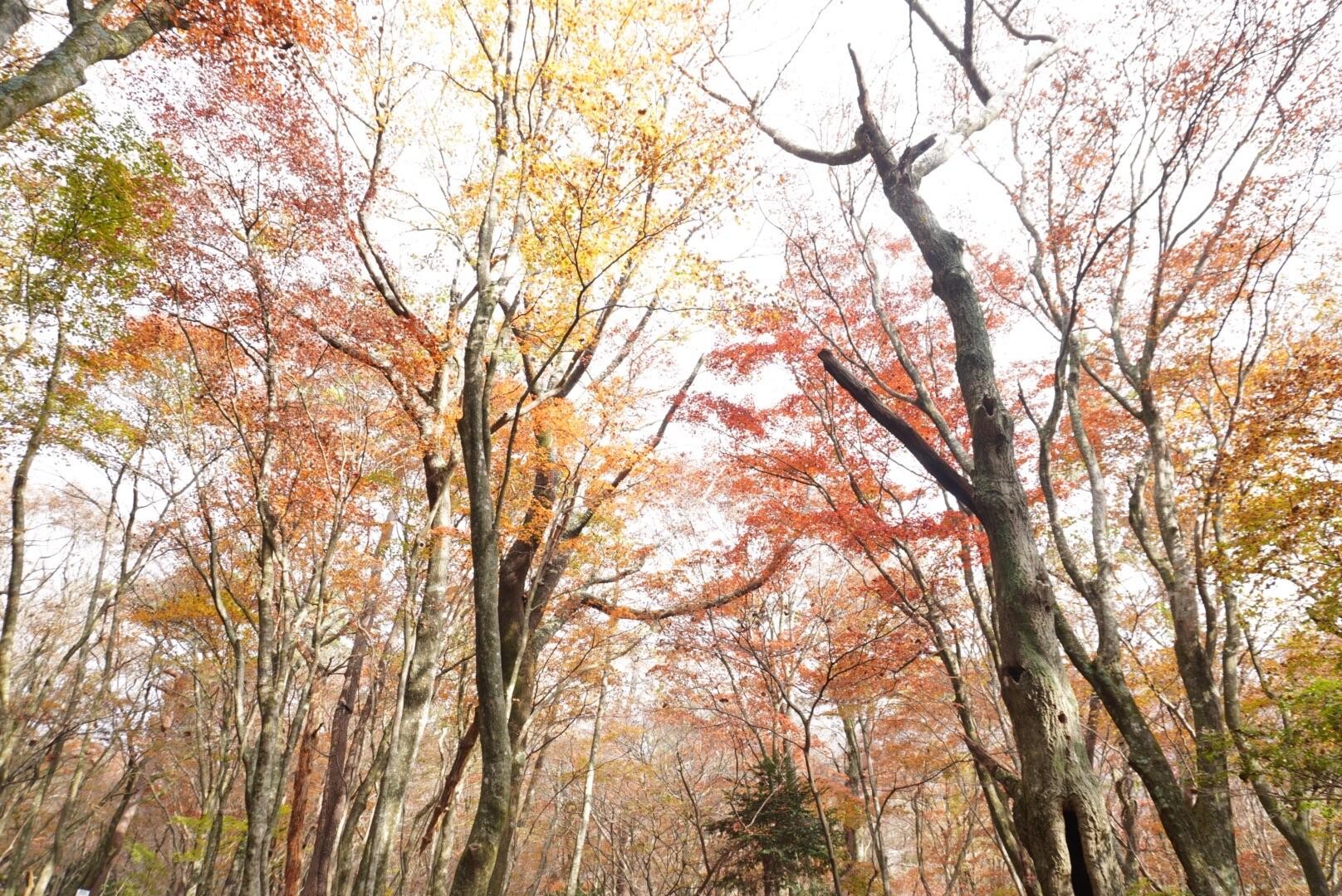 鶴見岳 / Norikaさんの由布岳・鶴見岳の活動データ | YAMAP / ヤマップ
