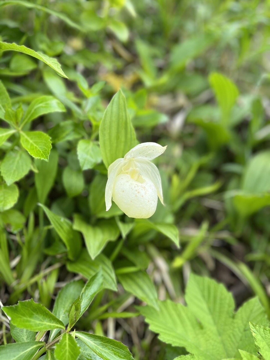 8時間コース-アツモリソウ-久種湖2024-06-15 / ayaさんの礼文島の活動データ | YAMAP / ヤマップ