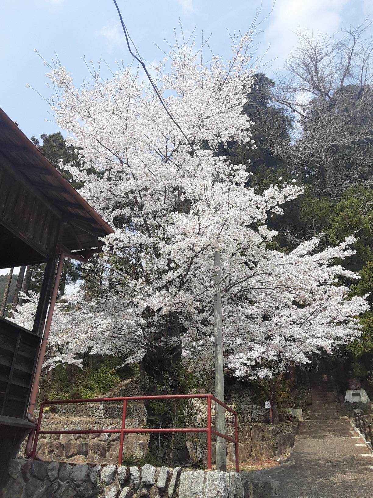 400座達成🌸本仁田山・瘤高山(奥多摩三大急登🔝) / spesさんの川苔山（川乗山）の活動データ | YAMAP / ヤマップ