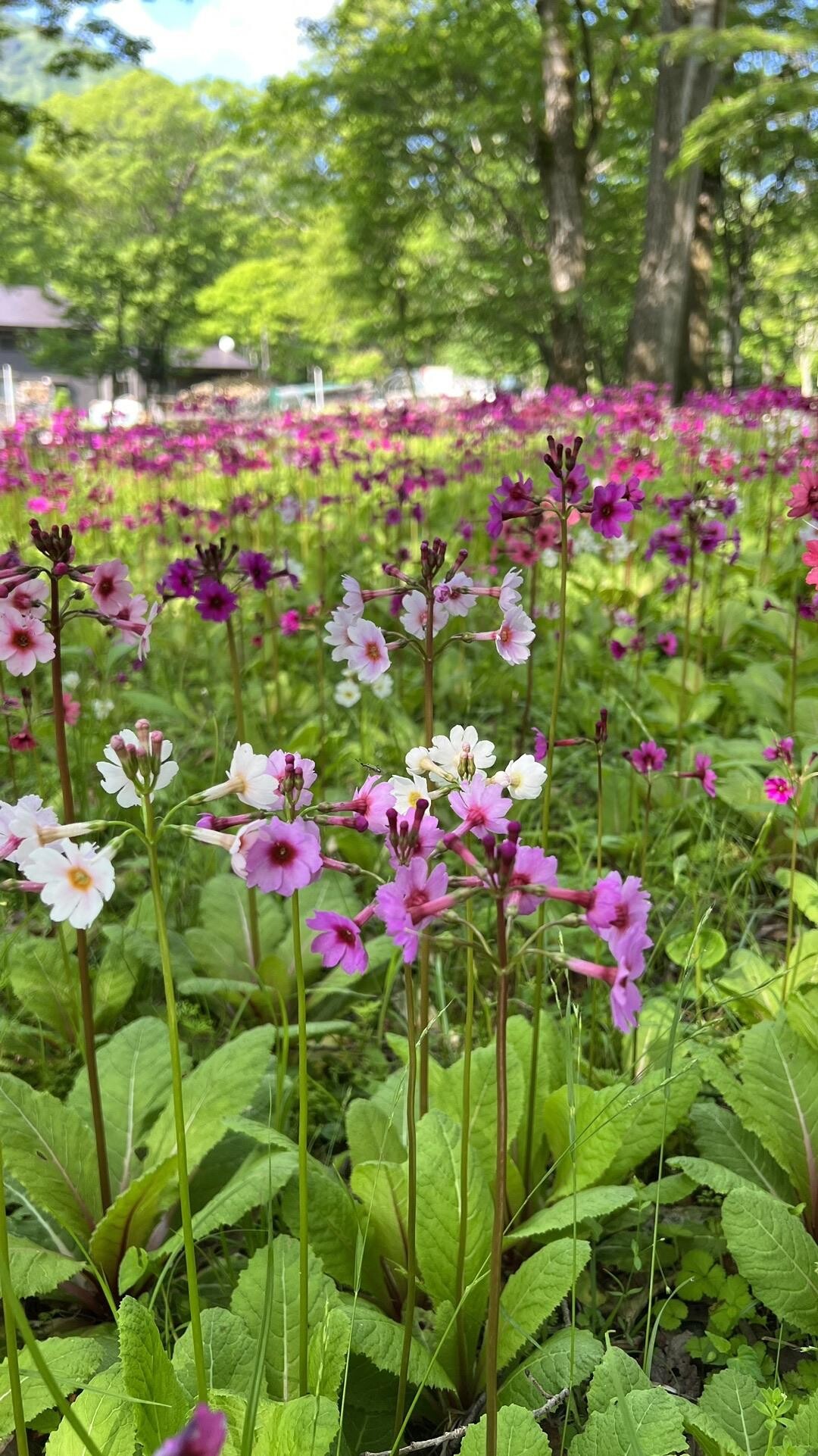 中禅寺湖・クリンソウ / hanさんの男体山の活動データ | YAMAP / ヤマップ