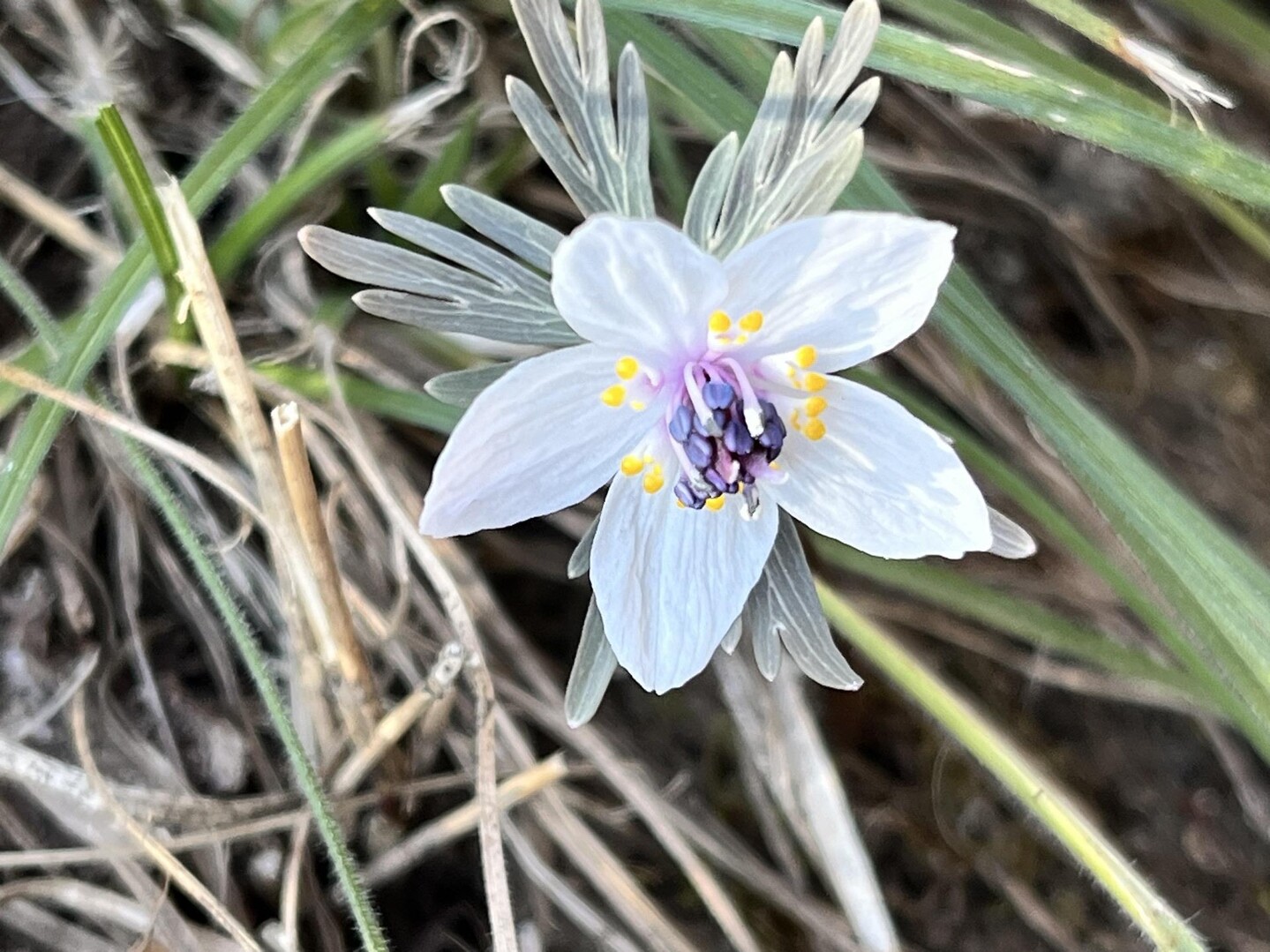寒晒しそばと出流山〜メインはセツブンソウ 😆 / yuriさんの千部ヶ岳・出流山の活動データ | YAMAP / ヤマップ