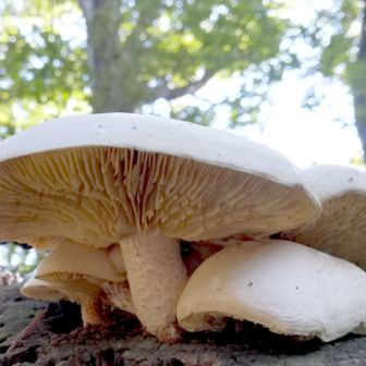 corocoroのページ | YAMAP / ヤマップ