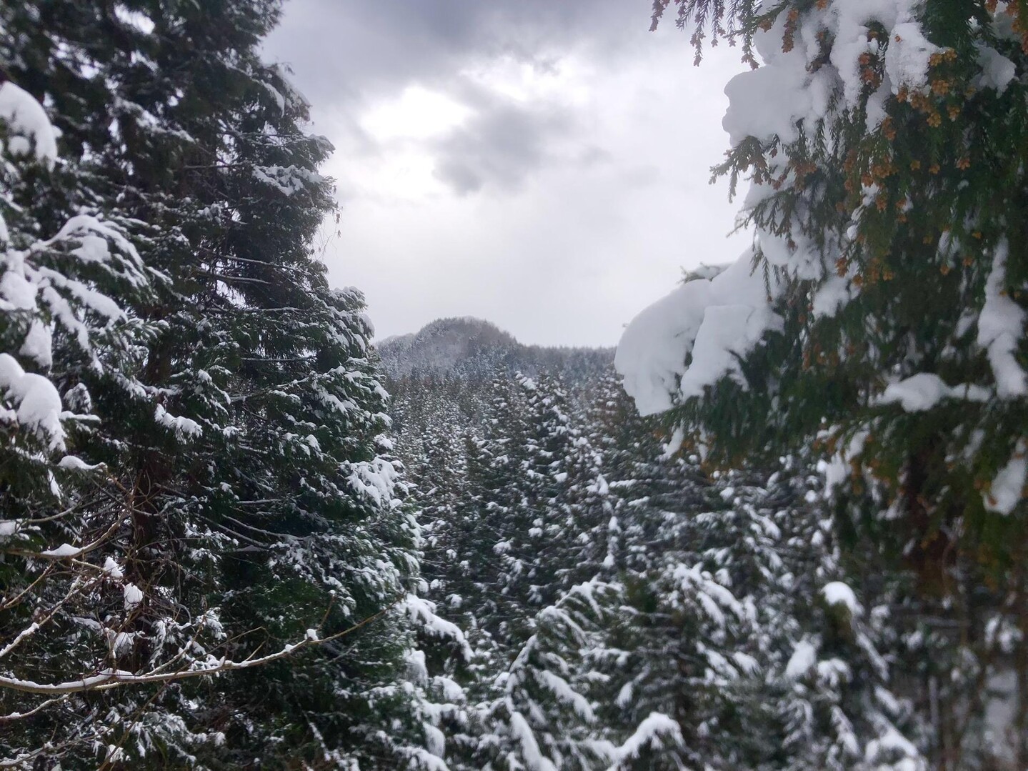 高立山・菩堤寺山 / Naluさんの菩提寺山・高立山・護摩堂山の活動データ | YAMAP / ヤマップ