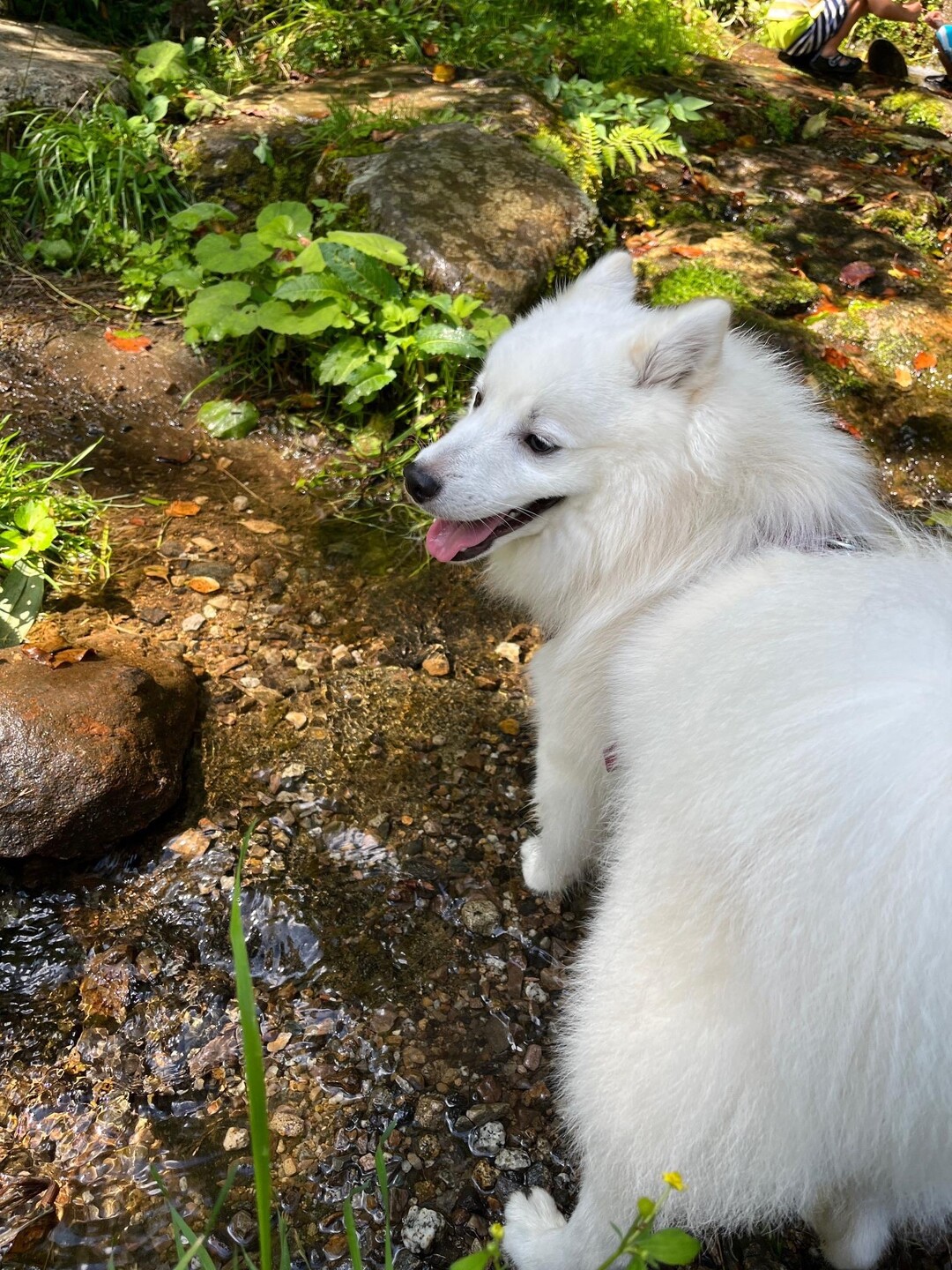 茶臼山・萩太郎山 ロビ丸日記4 / kaz♡mealさんの茶臼山・萩太郎山の活動データ | YAMAP / ヤマップ