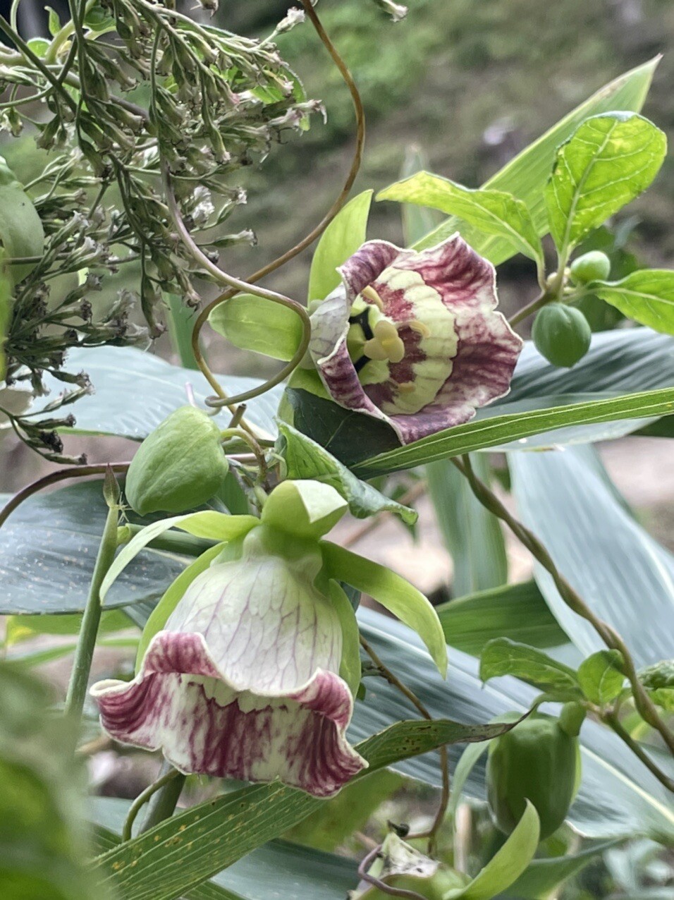 2021.09.12(日) 07:07 / あゆたろうさんのモーメント | YAMAP / ヤマップ