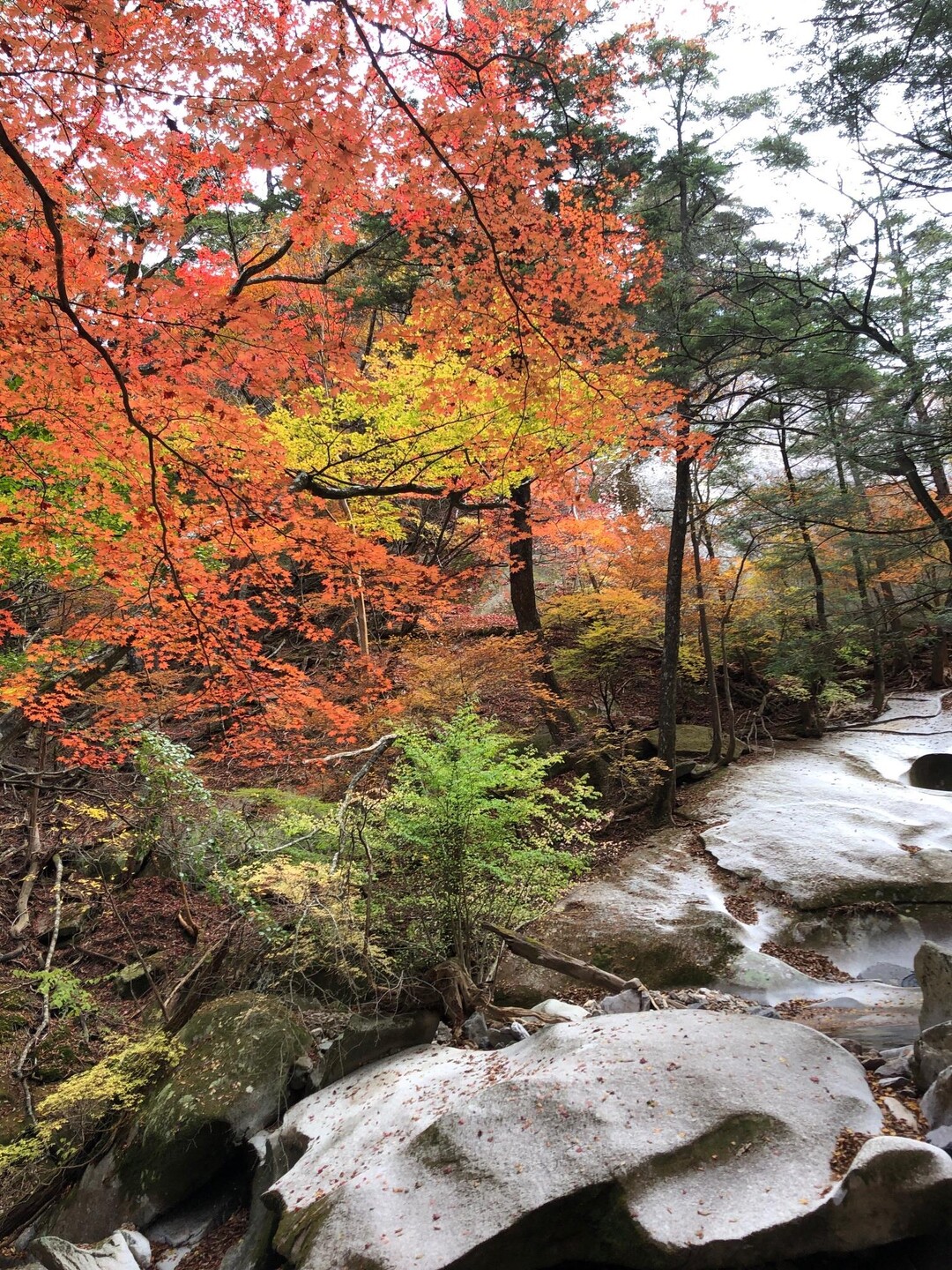 小積谷、大崩山、中瀬松谷、三里河原 / ORIBAさんの大崩山・五葉岳・新百姓山の活動データ | YAMAP / ヤマップ