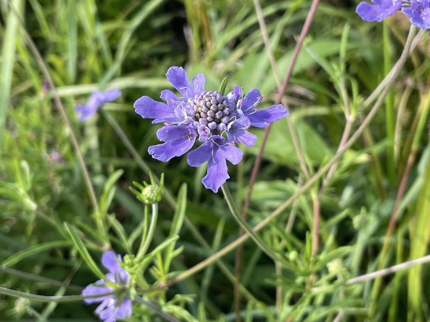 一ノ峯・二ノ峯 ︎友人を誘って👣 / AnKemiさんの俵山・冠ヶ岳・清栄山の活動データ | YAMAP / ヤマップ