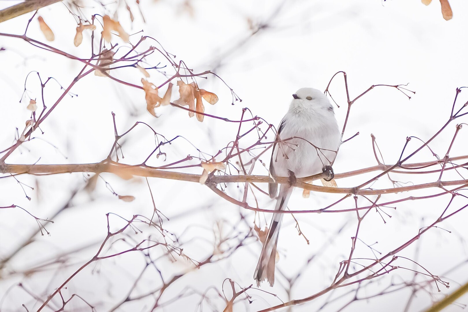 冬の低山、ちょこっと登る＠瀞台 / 😺Sammyさんの馬追丘陵・長官山・瀞台（馬追山）の活動データ | YAMAP / ヤマップ