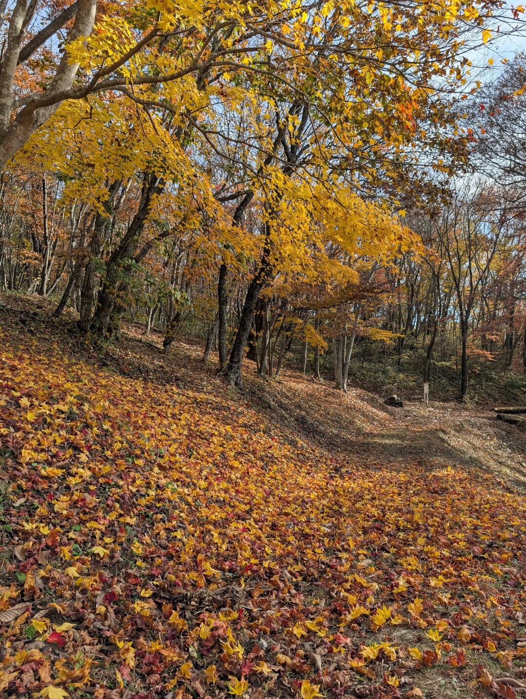 登山道道中が見頃だった矢大臣山 / noraさんの矢大臣山・鬼ヶ城山の活動データ | YAMAP / ヤマップ
