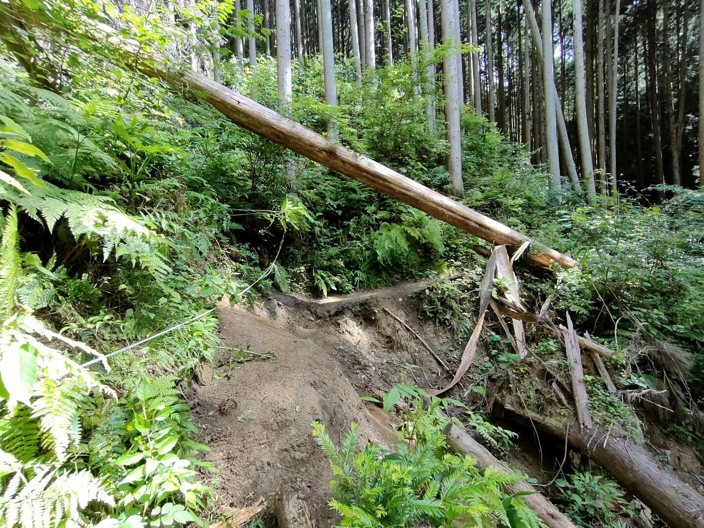 matahari88さんの投稿したフィールドメモ | YAMAP / ヤマップ