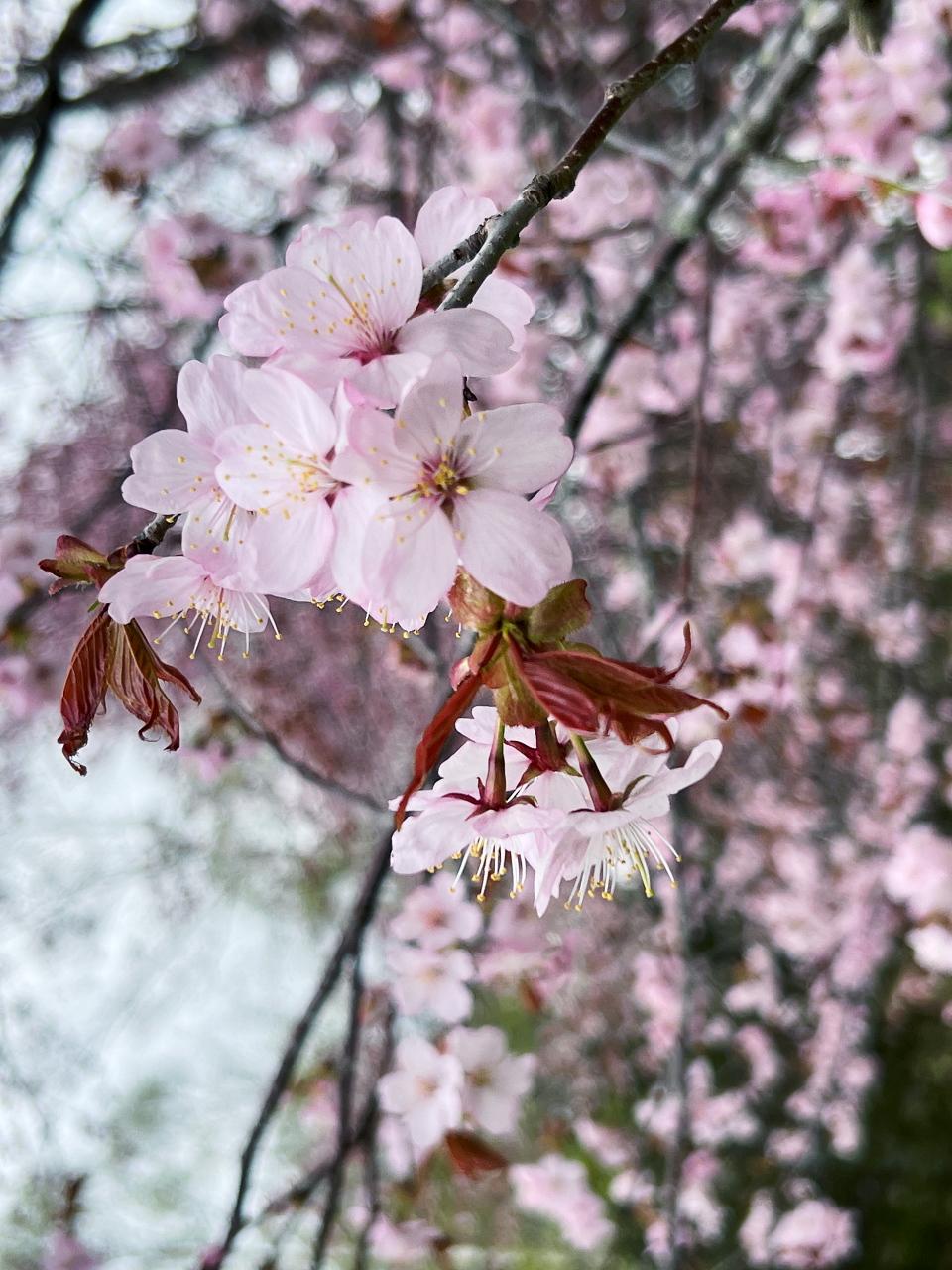 中標津市街地の桜は本日（2024年5月1... / K.Yamaさんのモーメント | YAMAP / ヤマップ