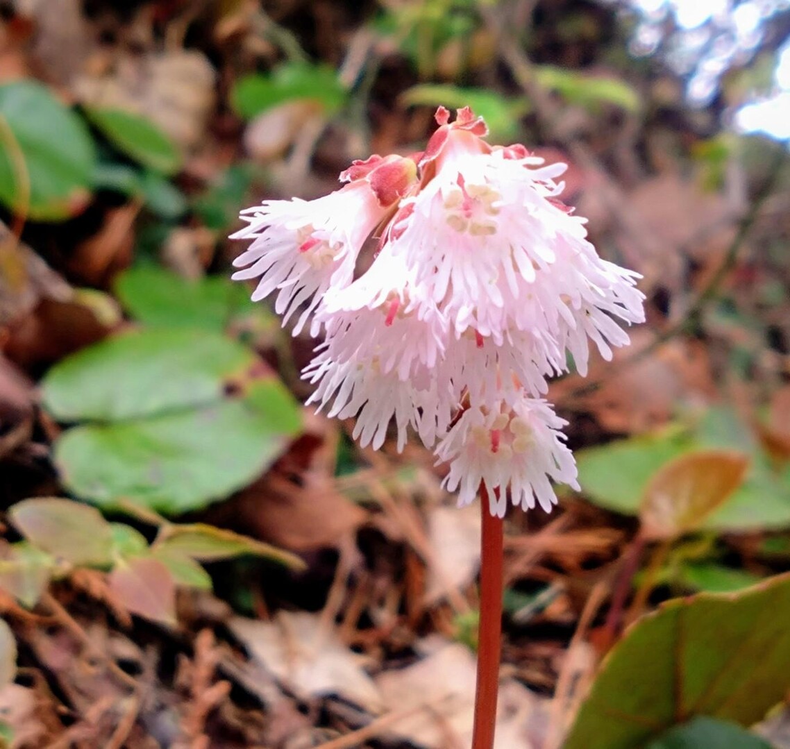 広島⛓️三倉岳 イワカガミ / micoさんの三倉岳・瓦小屋山の活動データ | YAMAP / ヤマップ