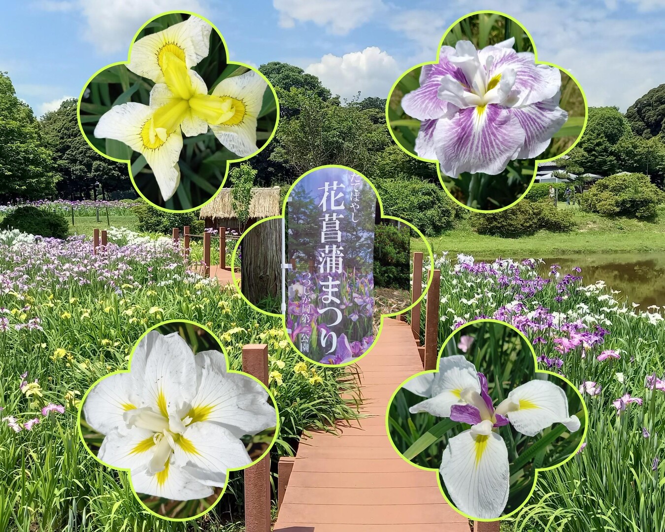 2024.6.4(火)館林 花菖蒲まつり / 足kazuさんの館林市の活動データ | YAMAP / ヤマップ