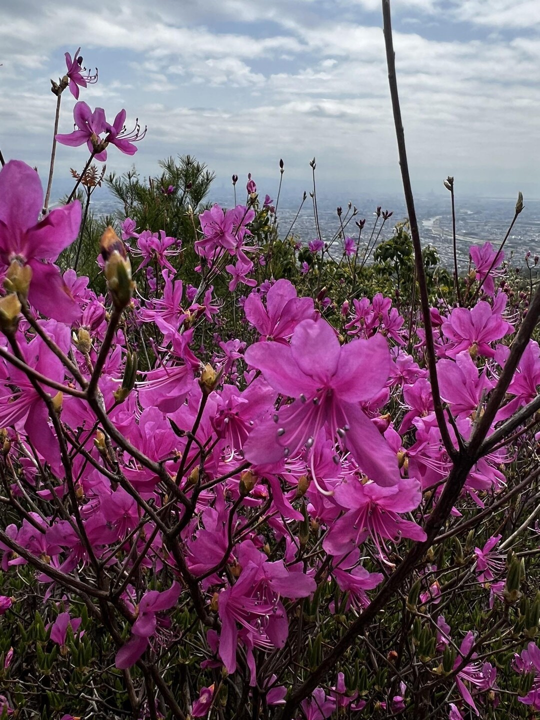 満願寺西山・長尾山・中山・天宮塚 / aoiさんの中山・大峰山の活動データ | YAMAP / ヤマップ