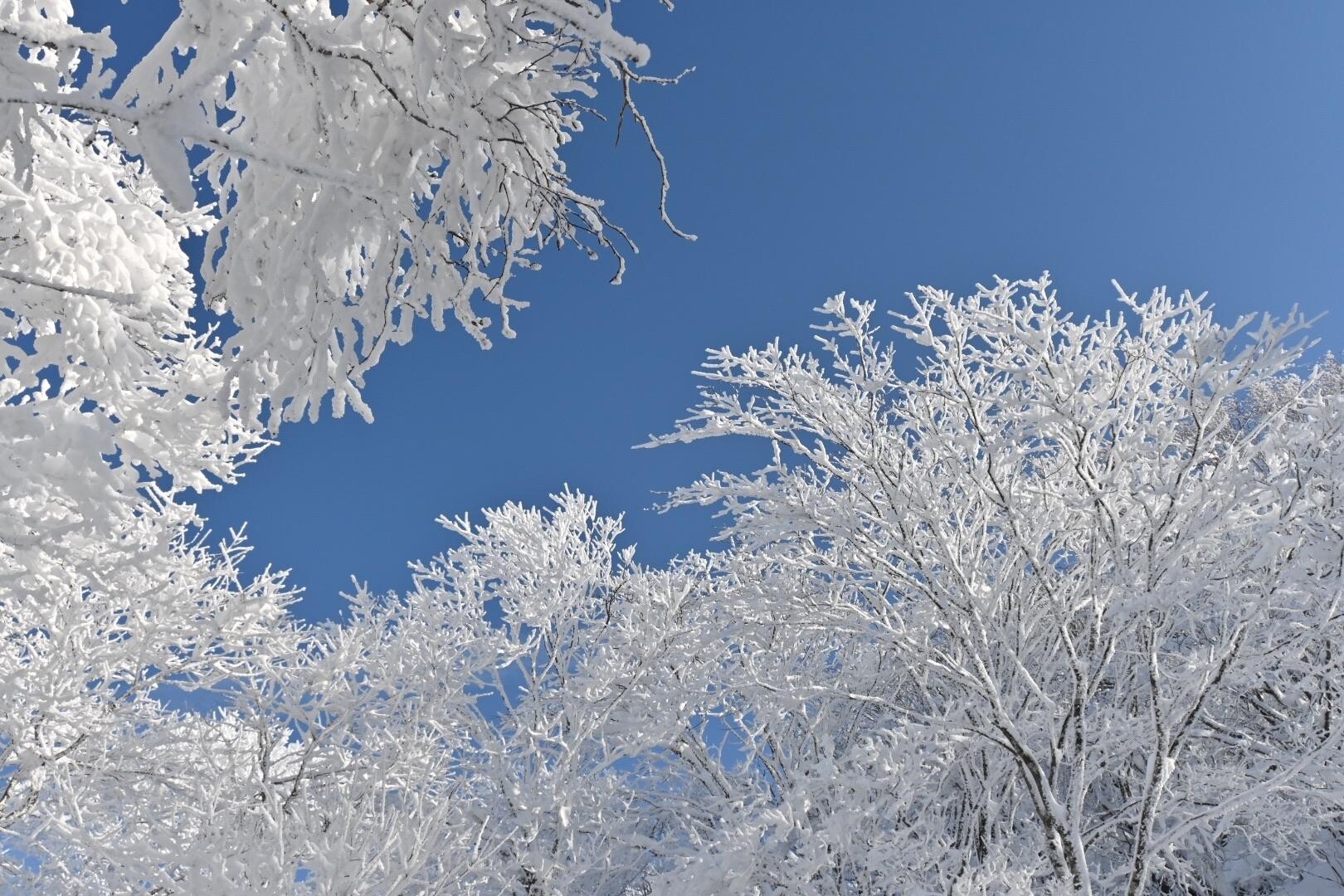 姫神山 霧氷祭り(一本杉コースピストン) / me_holicさんの姫神山の活動データ | YAMAP / ヤマップ