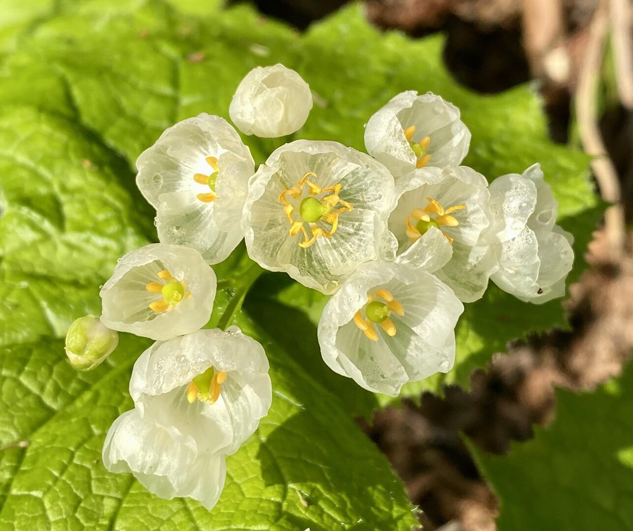 クリスタルフラワー / es3さんの妙高山・火打山の活動データ | YAMAP / ヤマップ