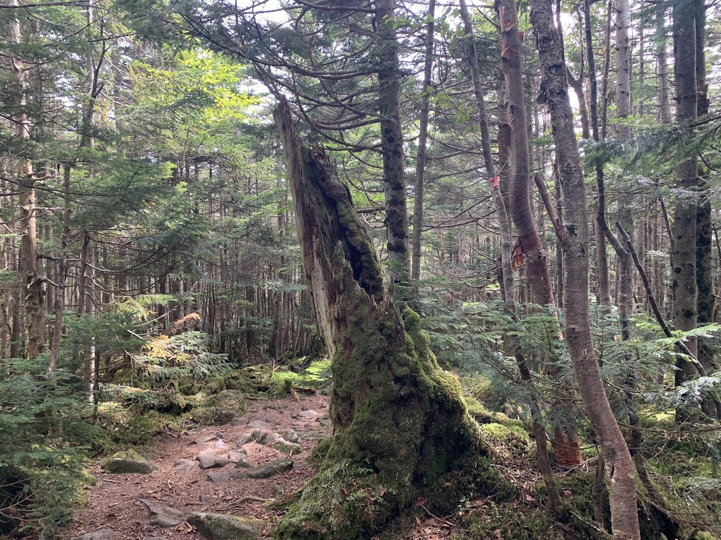 縞枯山・茶臼山・白駒池へ / maruさんの蓼科山・横岳・縞枯山の活動データ | YAMAP / ヤマップ