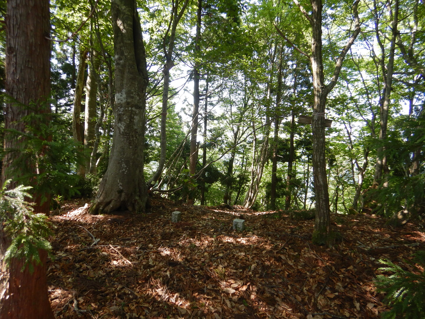 近江100山の地蔵谷峰791.5m / kol-hiraさんの百里ヶ岳・三国岳の活動データ | YAMAP / ヤマップ