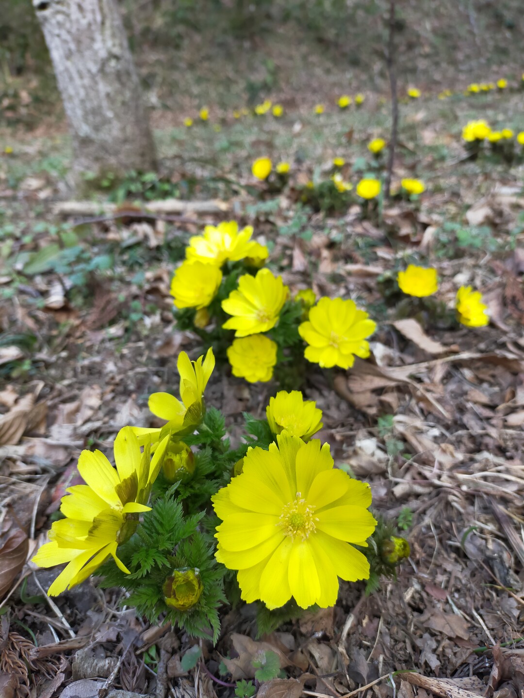 2月20日私の用事のついでに miiさん... / miippさんのモーメント | YAMAP / ヤマップ