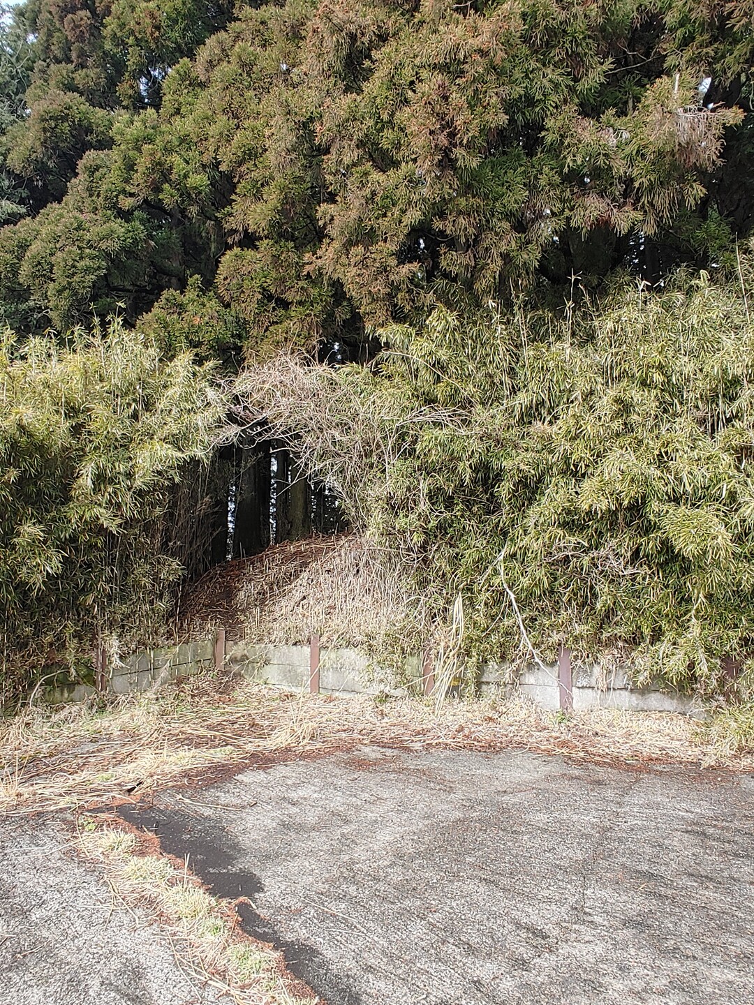 dodoさんの投稿したフィールドメモ | YAMAP / ヤマップ