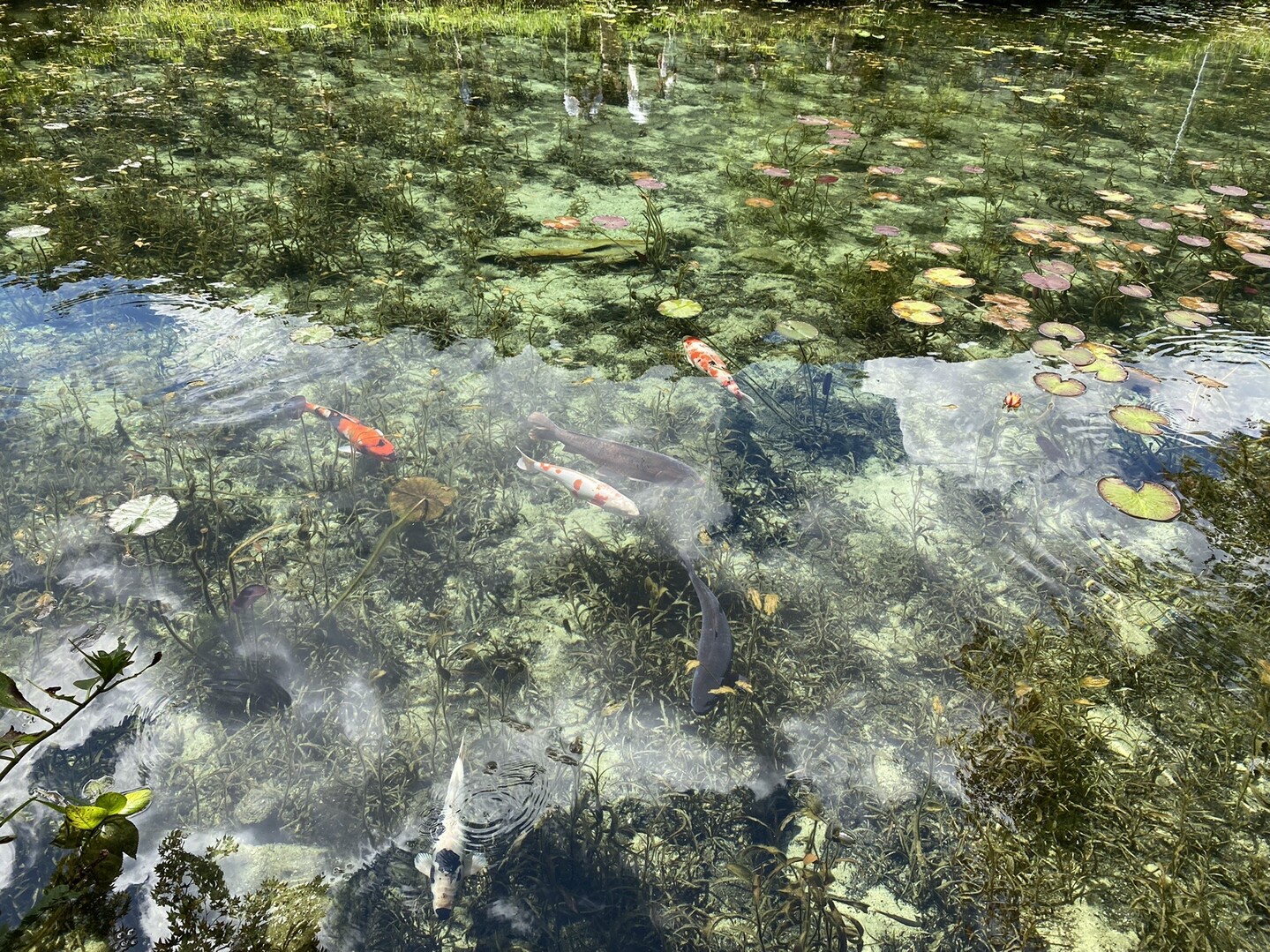 モネの池周遊 / k2ma34さんのウォーキングの活動データ | YAMAP / ヤマップ