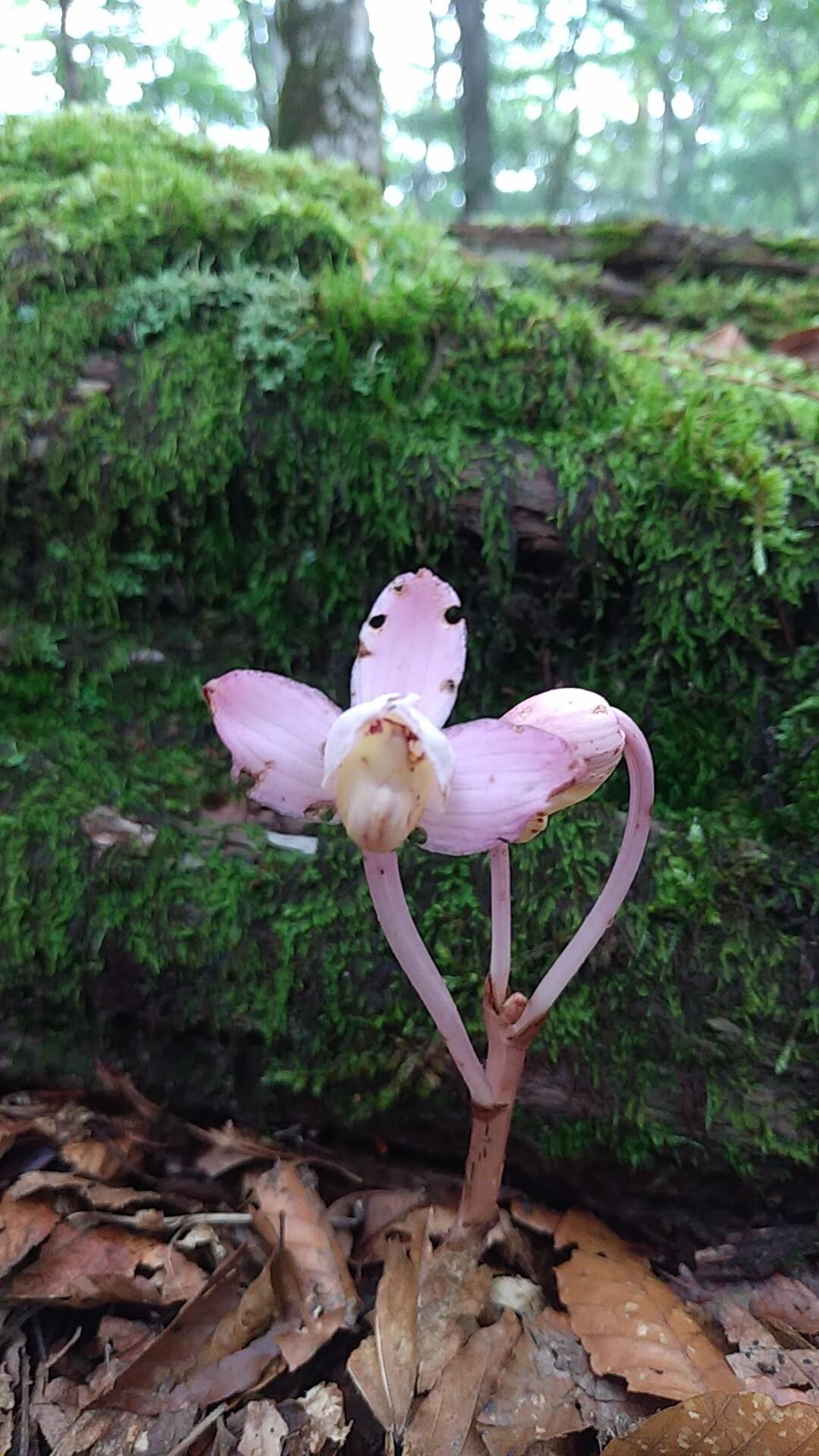 タチクラ尾～弥山 / kawaさんの八経ヶ岳の活動データ | YAMAP / ヤマップ