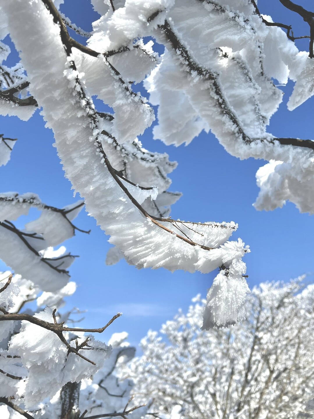 高見山 / Miiさんの高見山・黒石山・天狗山の活動データ | YAMAP / ヤマップ