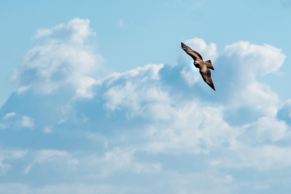 大山へ（菅島周回） / ＊gran＊さんの大山の活動データ | YAMAP / ヤマップ