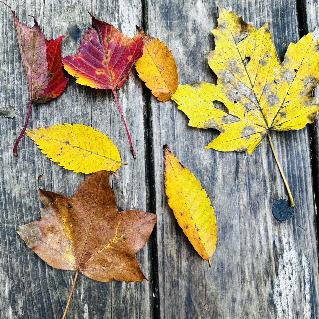 紅葉の御岳山・日の出山ハイキング / HIDEさんの大岳山・御岳山・御前山の活動データ | YAMAP / ヤマップ