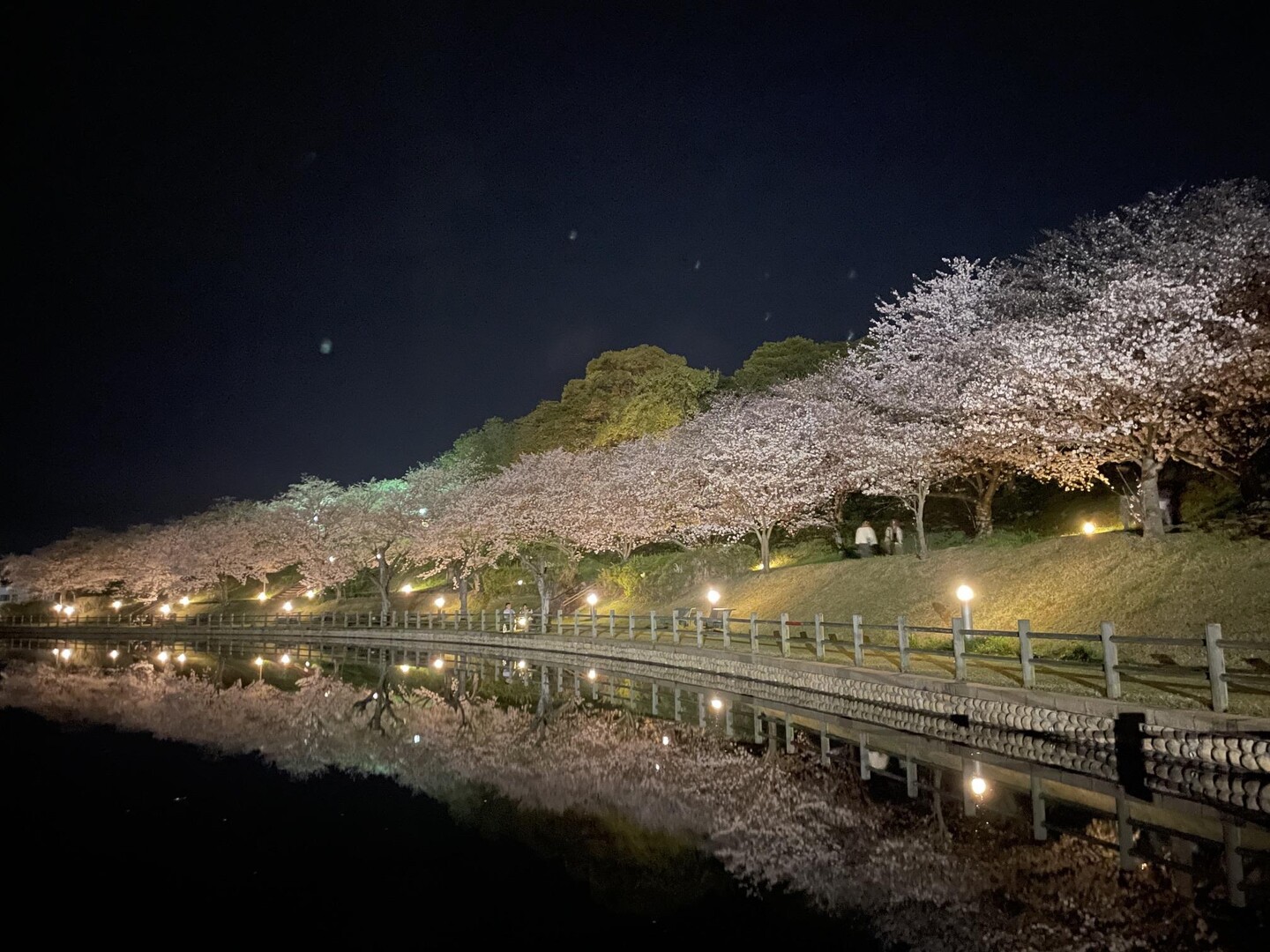 愛媛県今治市にある藤山健康文化公園の桜 ... / Akiyuki.Kさんのモーメント | YAMAP / ヤマップ