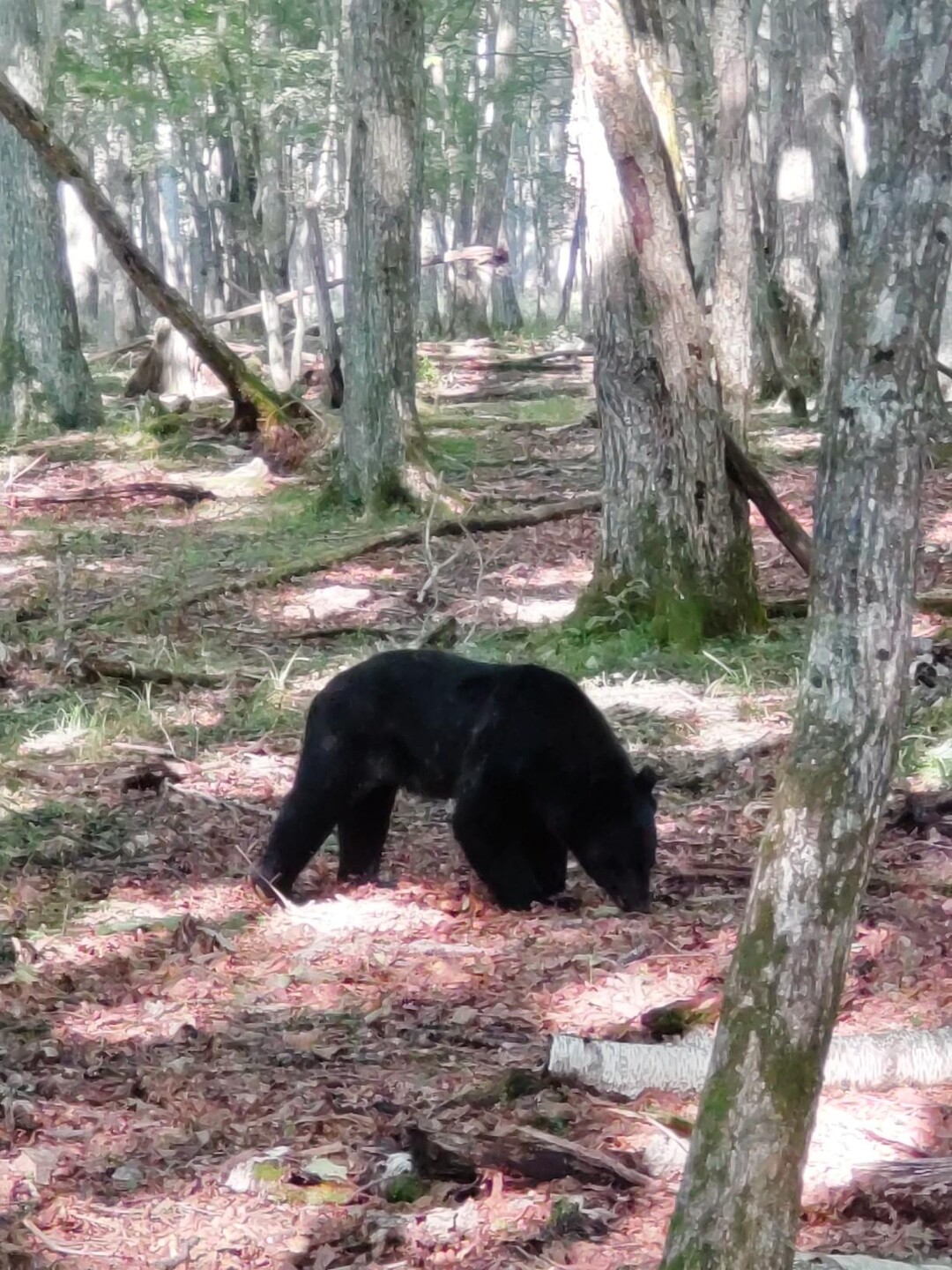 いつぶりかのフィールドワーク / Tonaeさんの社山・半月山の活動データ | YAMAP / ヤマップ
