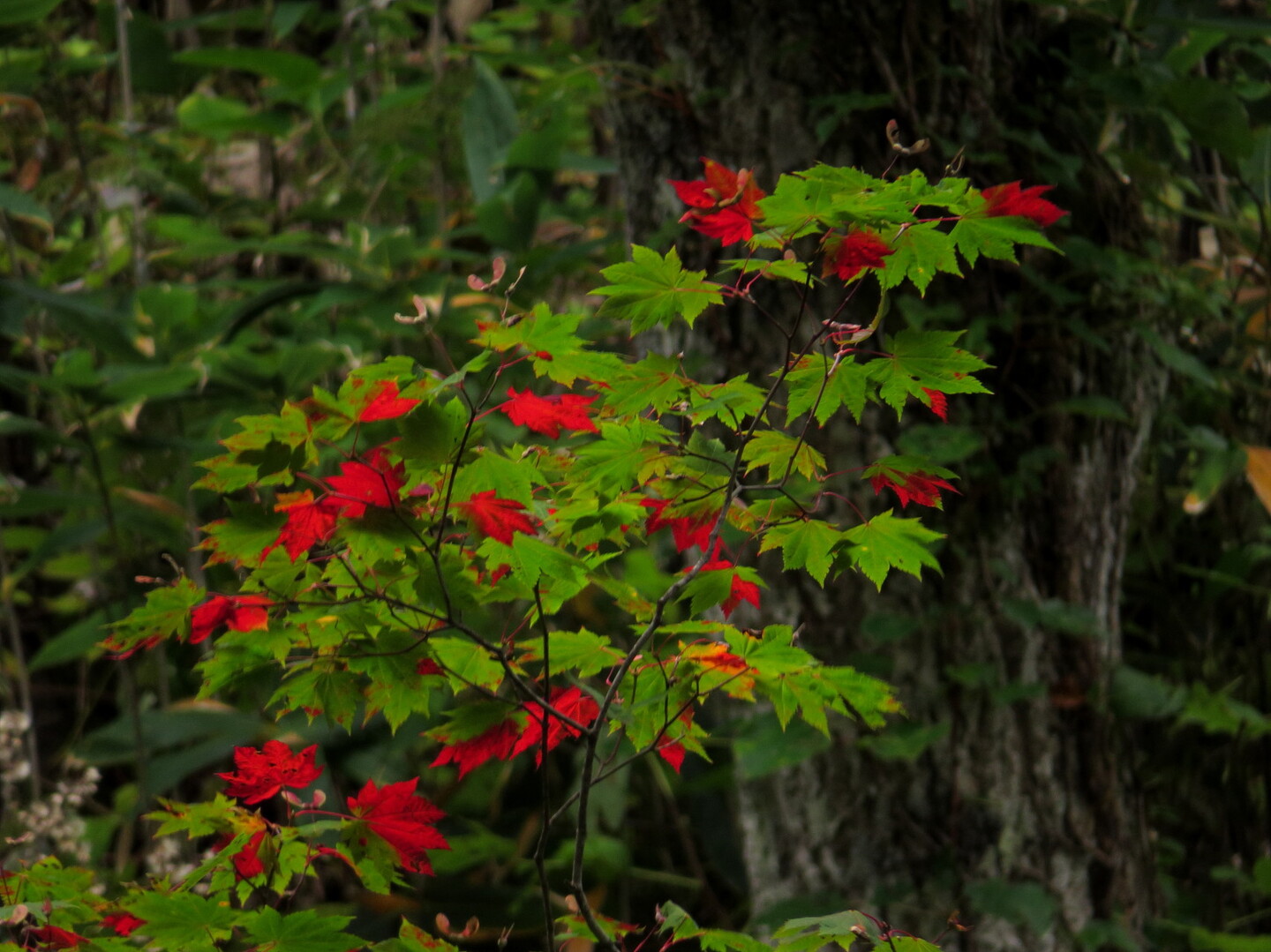 札幌岳＋豊平峽ダムで紅葉探し / chromeさんの札幌岳・空沼岳の活動日記 | YAMAP / ヤマップ