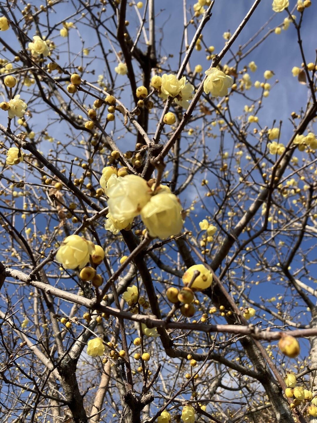 蝋梅祭りとシダンゴ山 / ROMIさんの高松山・大野山の活動データ | YAMAP / ヤマップ
