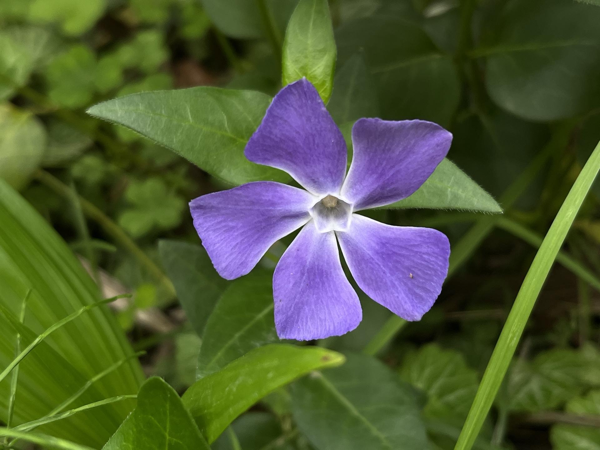 今日の花、夕刻の空にジェット機、星が見え... / hideさんのモーメント | YAMAP / ヤマップ