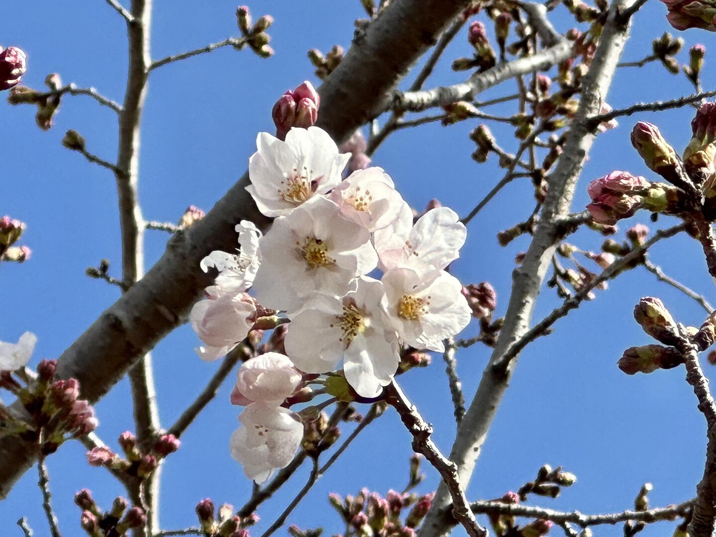 尉ヶ峰 / MIO探検隊さんの富幕山・尉ヶ峰・竜ヶ石山の活動データ | YAMAP / ヤマップ