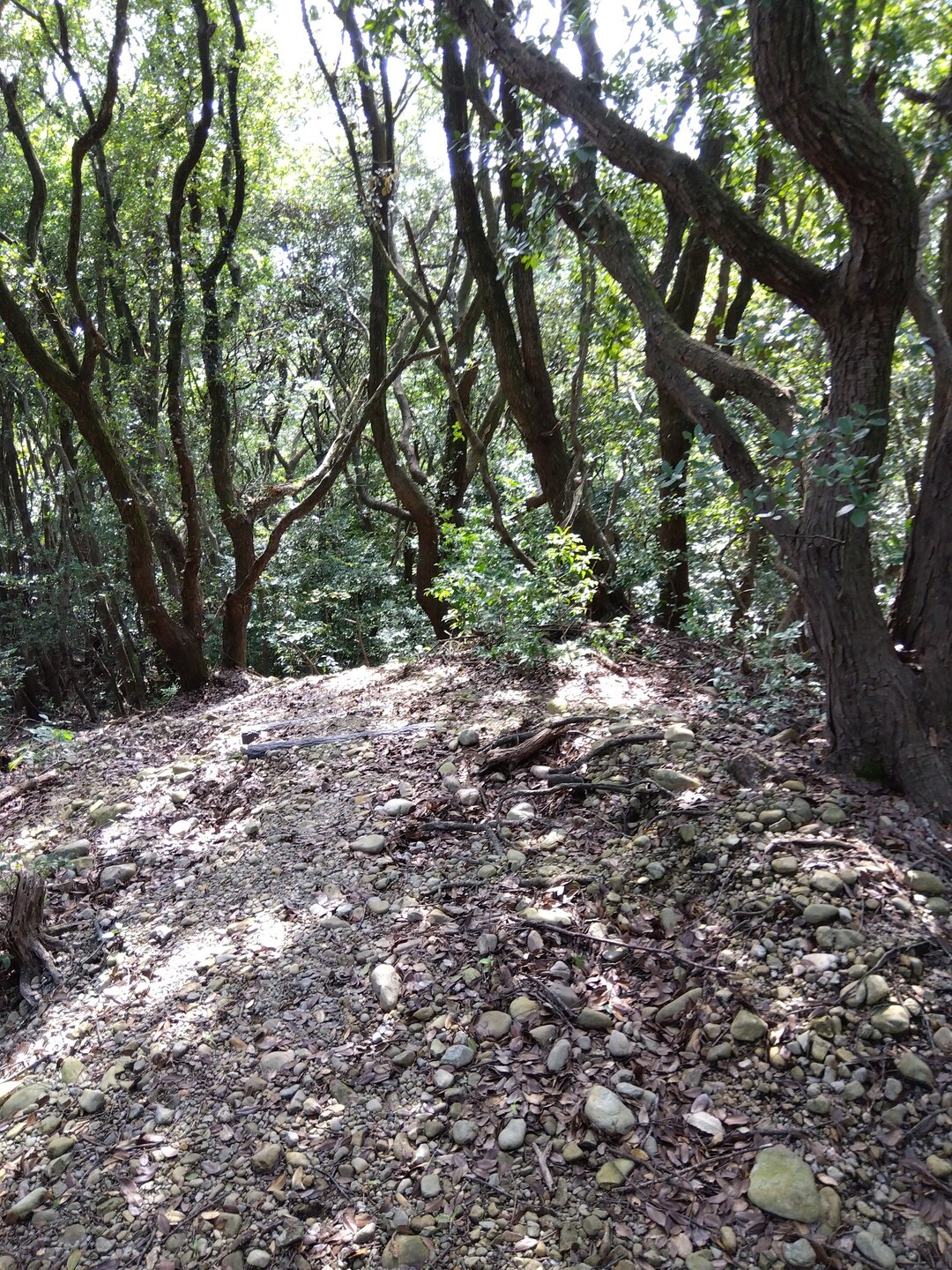 k54さんの投稿したフィールドメモ | YAMAP / ヤマップ