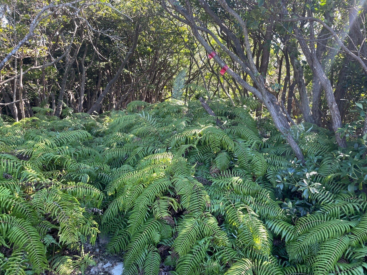 Marry🐾さんの投稿したフィールドメモ | YAMAP / ヤマップ