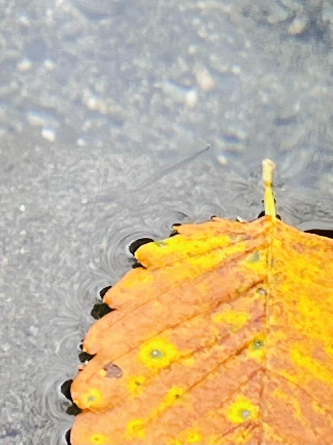 飯高 水屋神社⛩ 2024-09-24 / kcoさんのその他の活動データ | YAMAP / ヤマップ