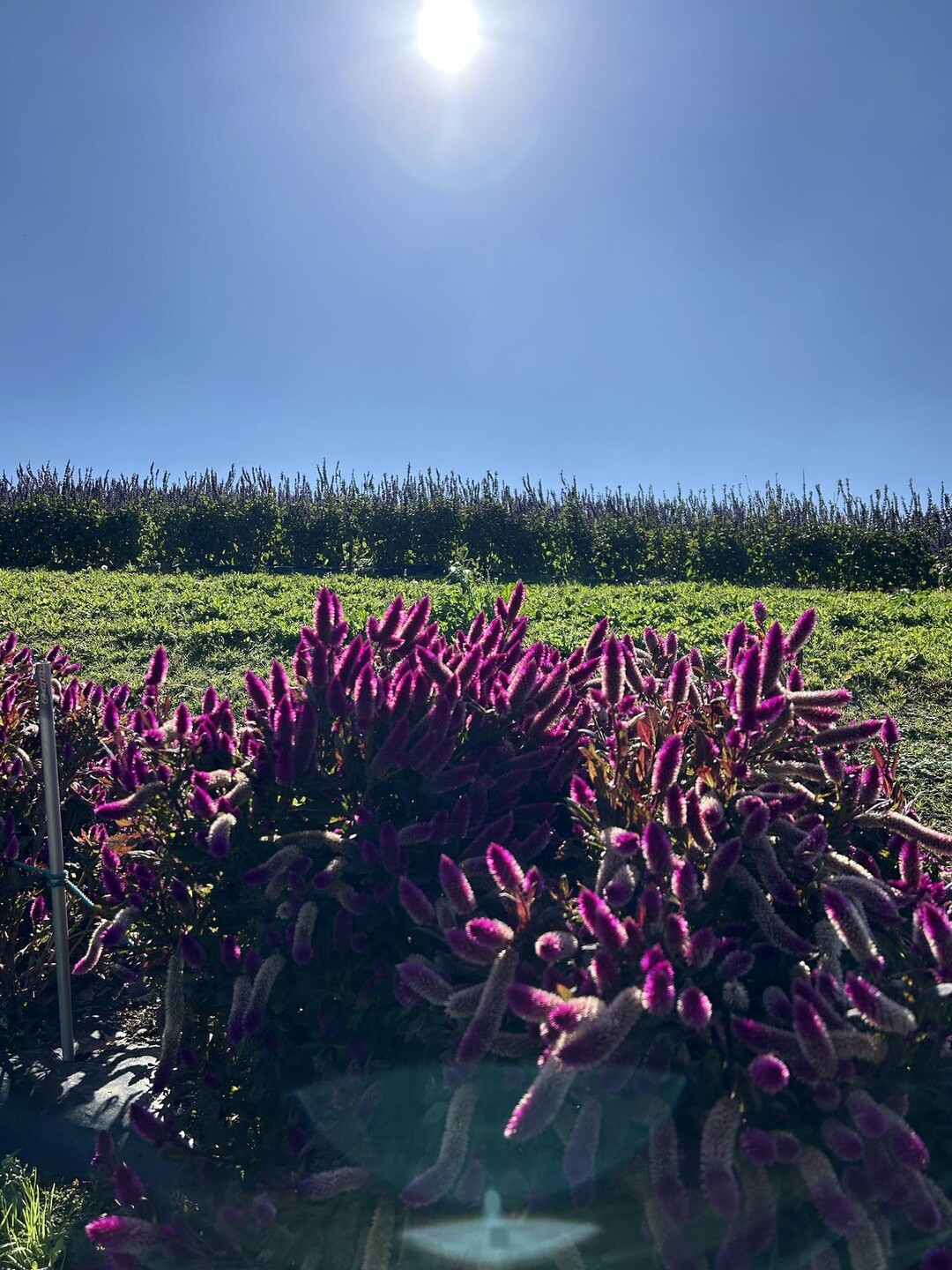 箱館山 / Rieさんの箱館山の活動データ | YAMAP / ヤマップ