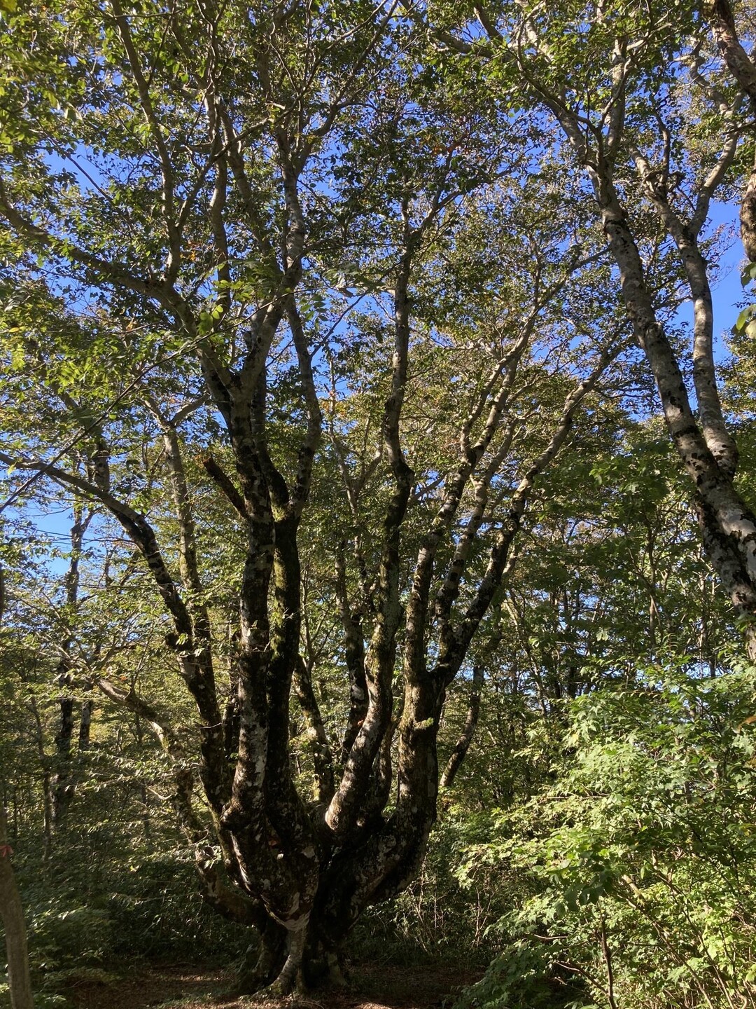 大万木山 241013 / たかさんの大万木山・琴引山（弥山）・指谷山・鯛ノ巣山の活動データ | YAMAP / ヤマップ