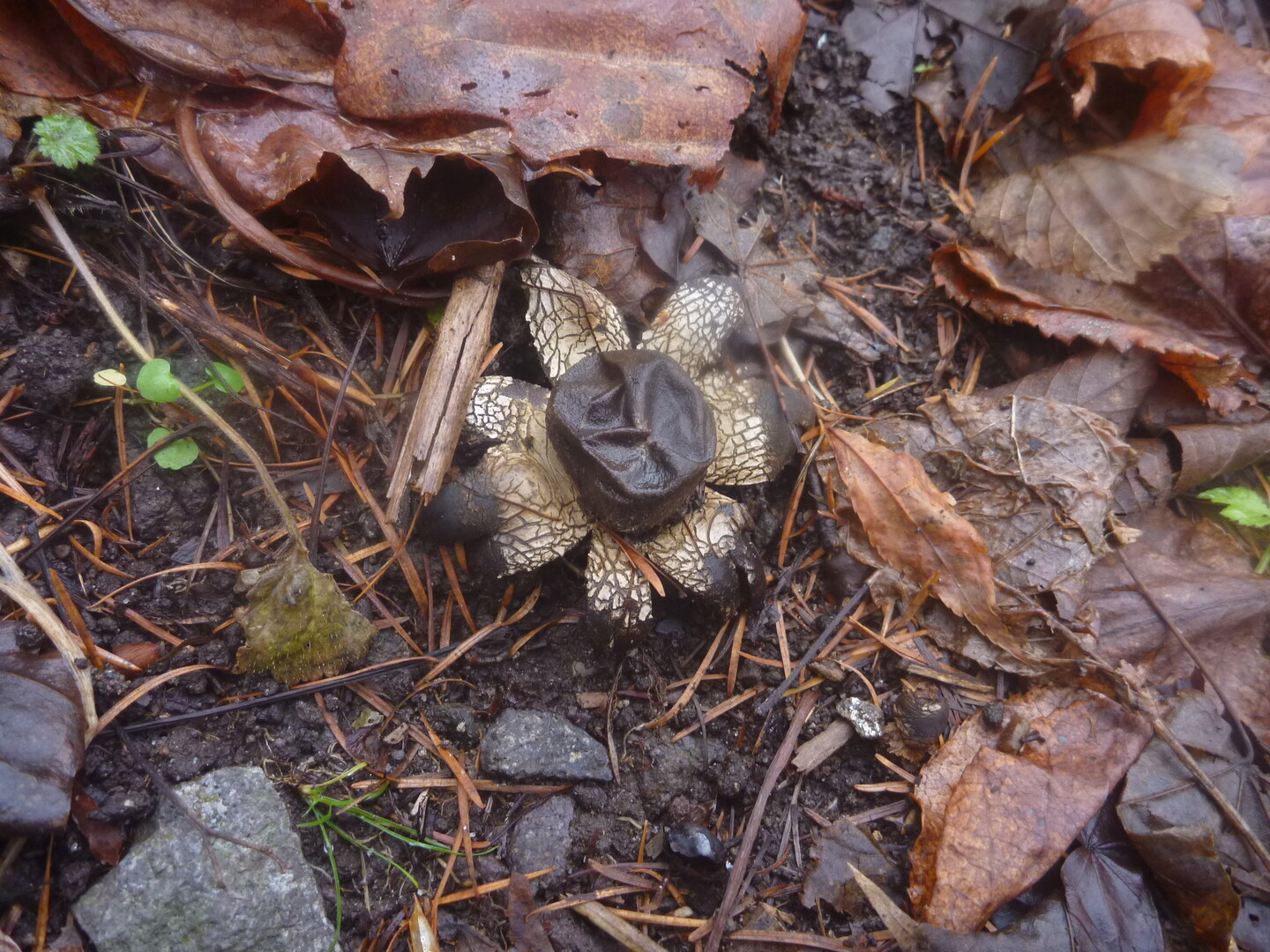 ユキドケ函館山 / hynkさんの函館山の活動データ | YAMAP / ヤマップ