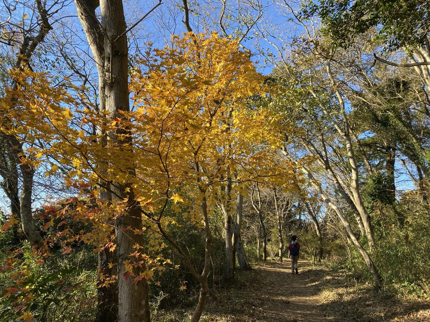 錦秋の宝篋山・富岡山🍁 / mayuminさんの宝篋山・富岡山の活動データ | YAMAP / ヤマップ