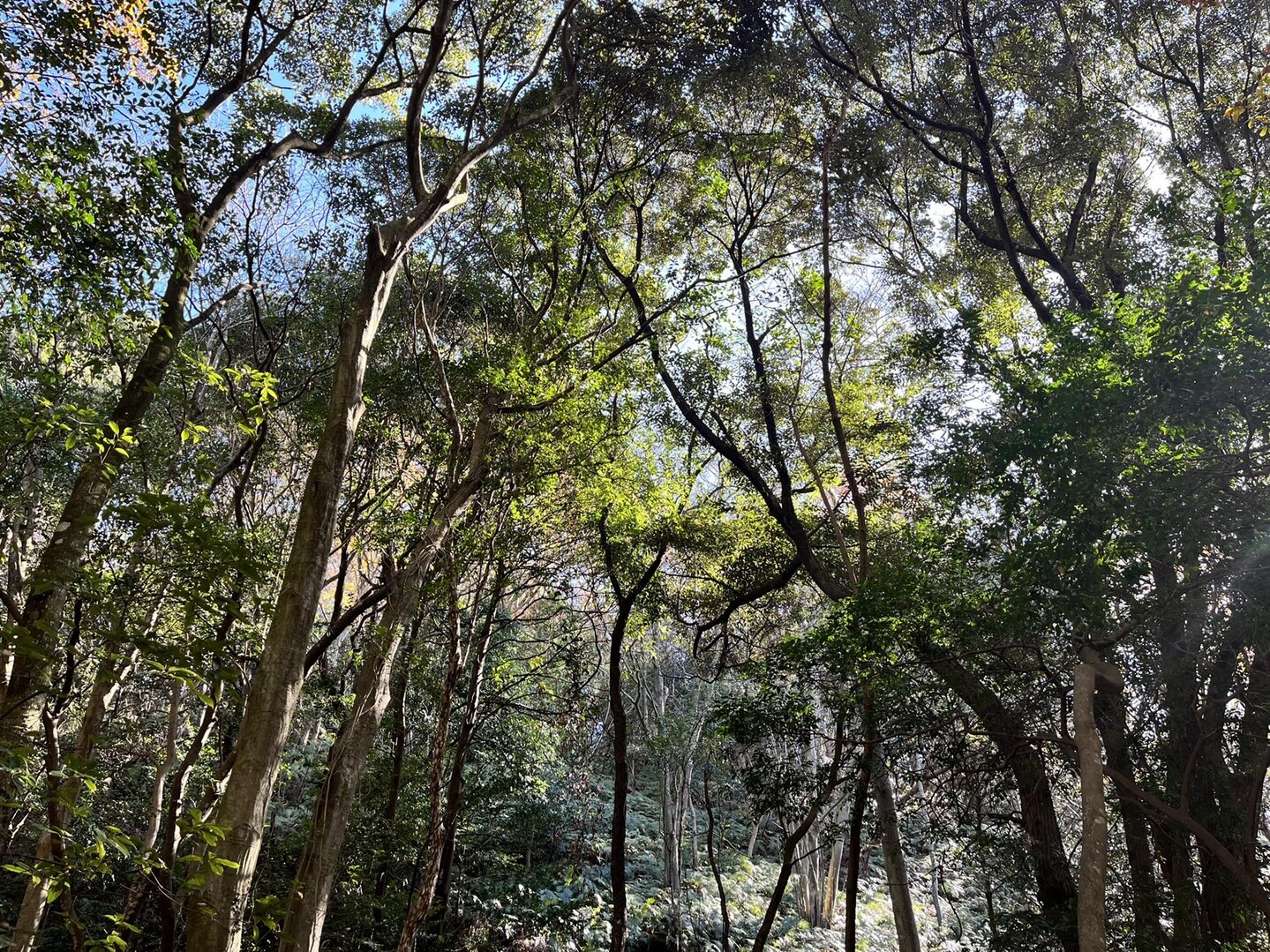 デイキャンプ！！ 丸山キャンプ場の自然... / nanamiさんのモーメント | YAMAP / ヤマップ